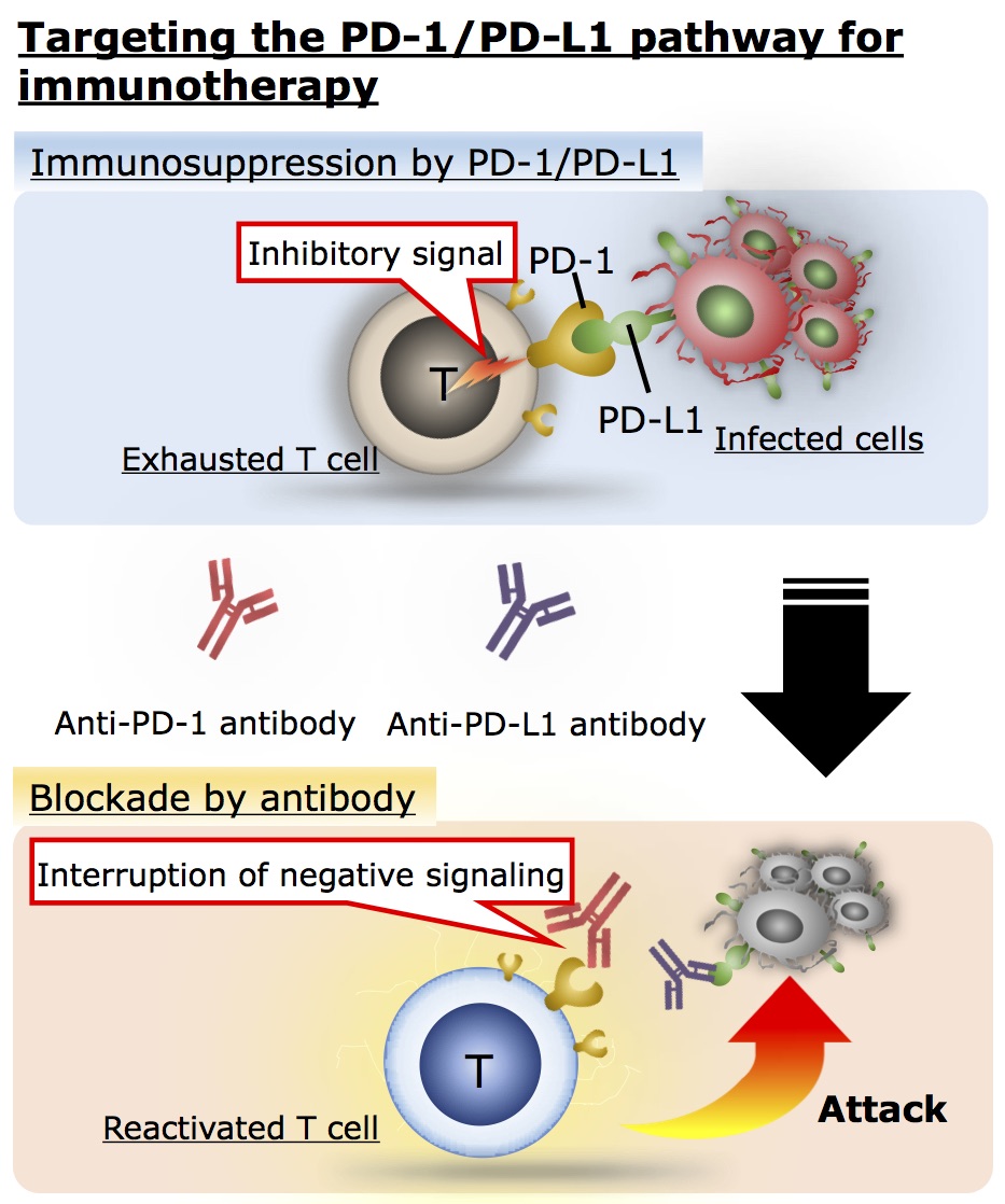 Immune Checkpoints | Laboratory of Infectious Diseases Immune Checkpoints | Laboratory of Infectious Diseases